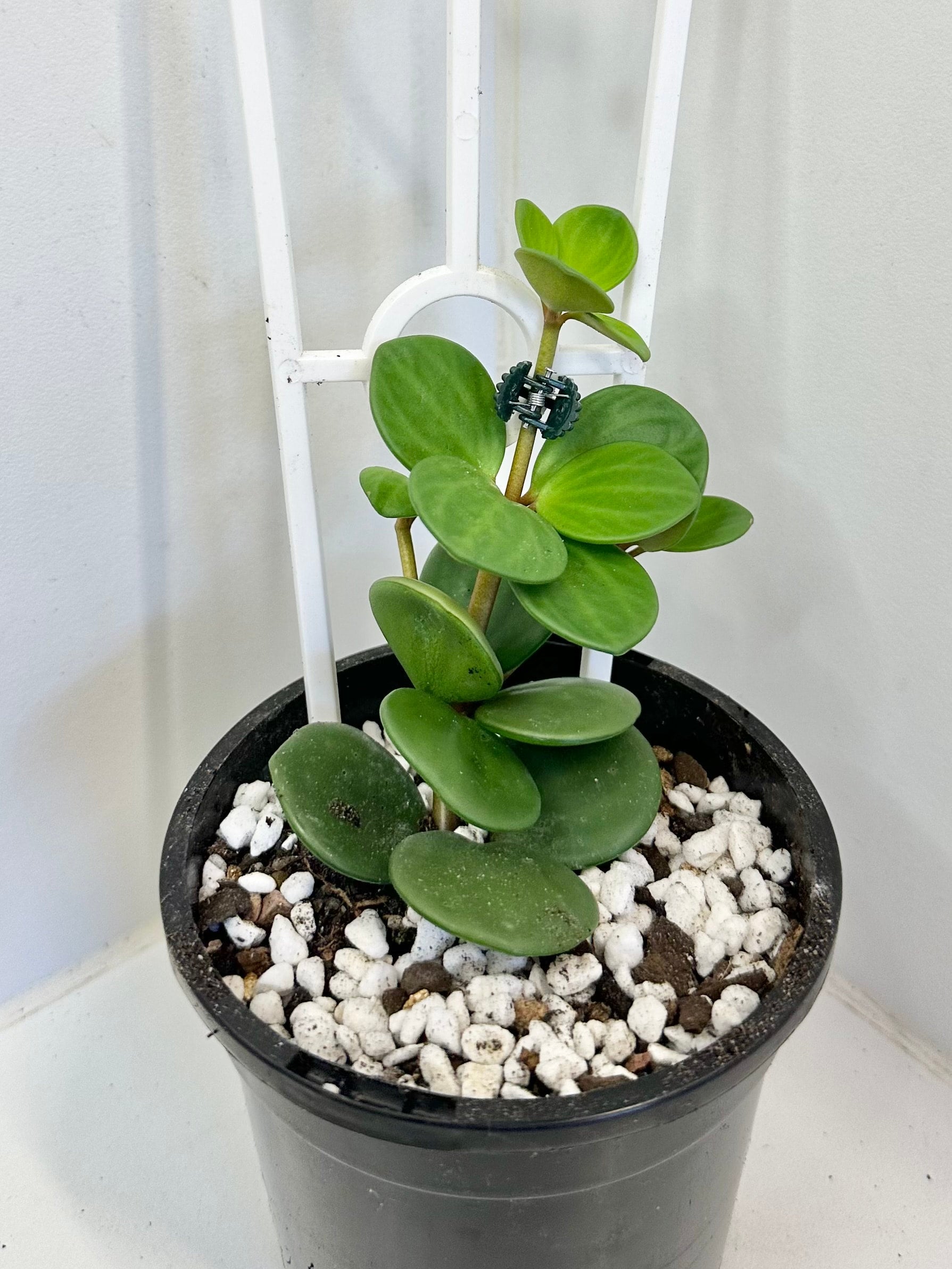 Peperomia deppeana x quadrifolia - Hope | Di-vine plants