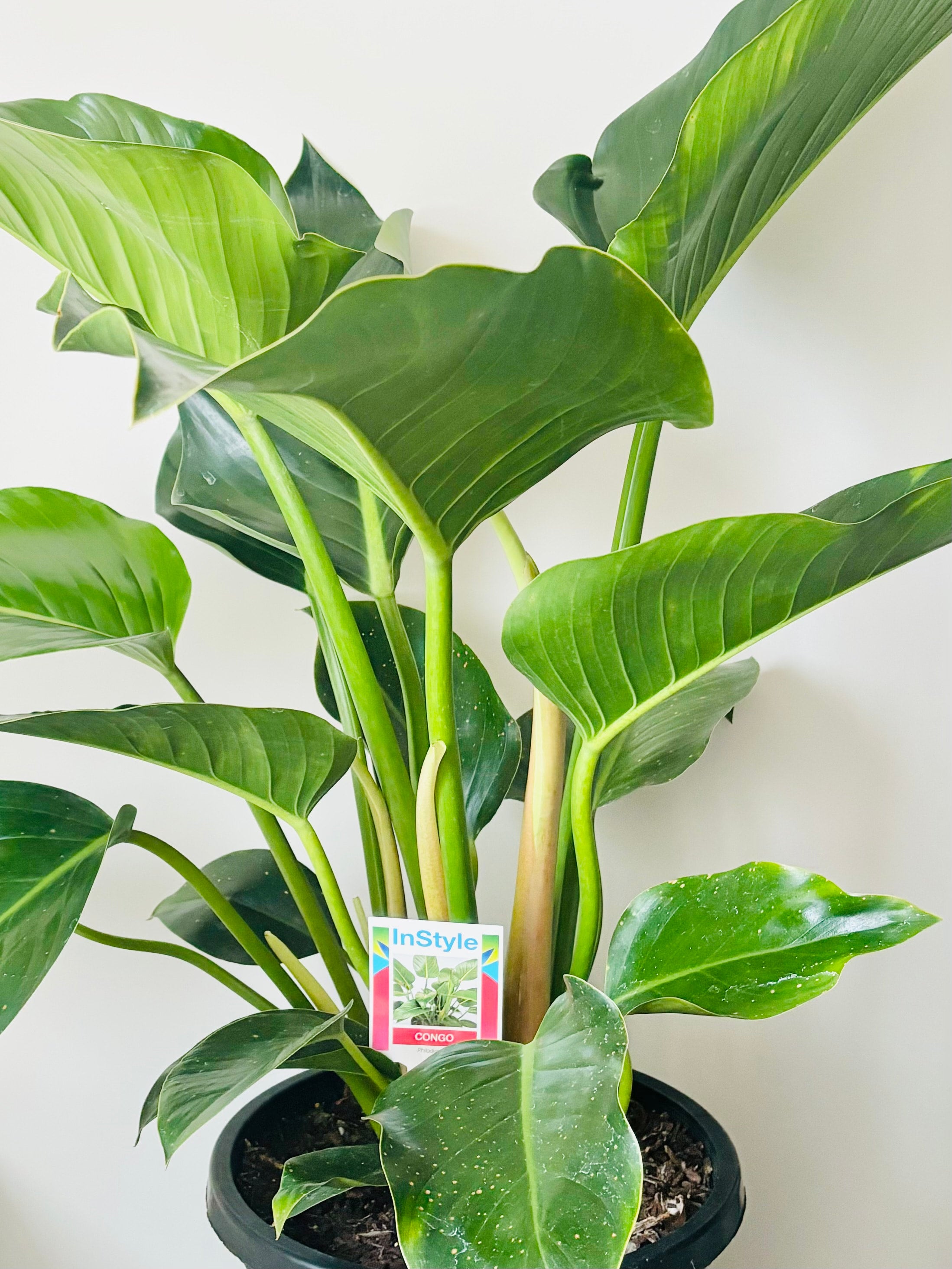 Philodendron - Congo | Di-vine plants