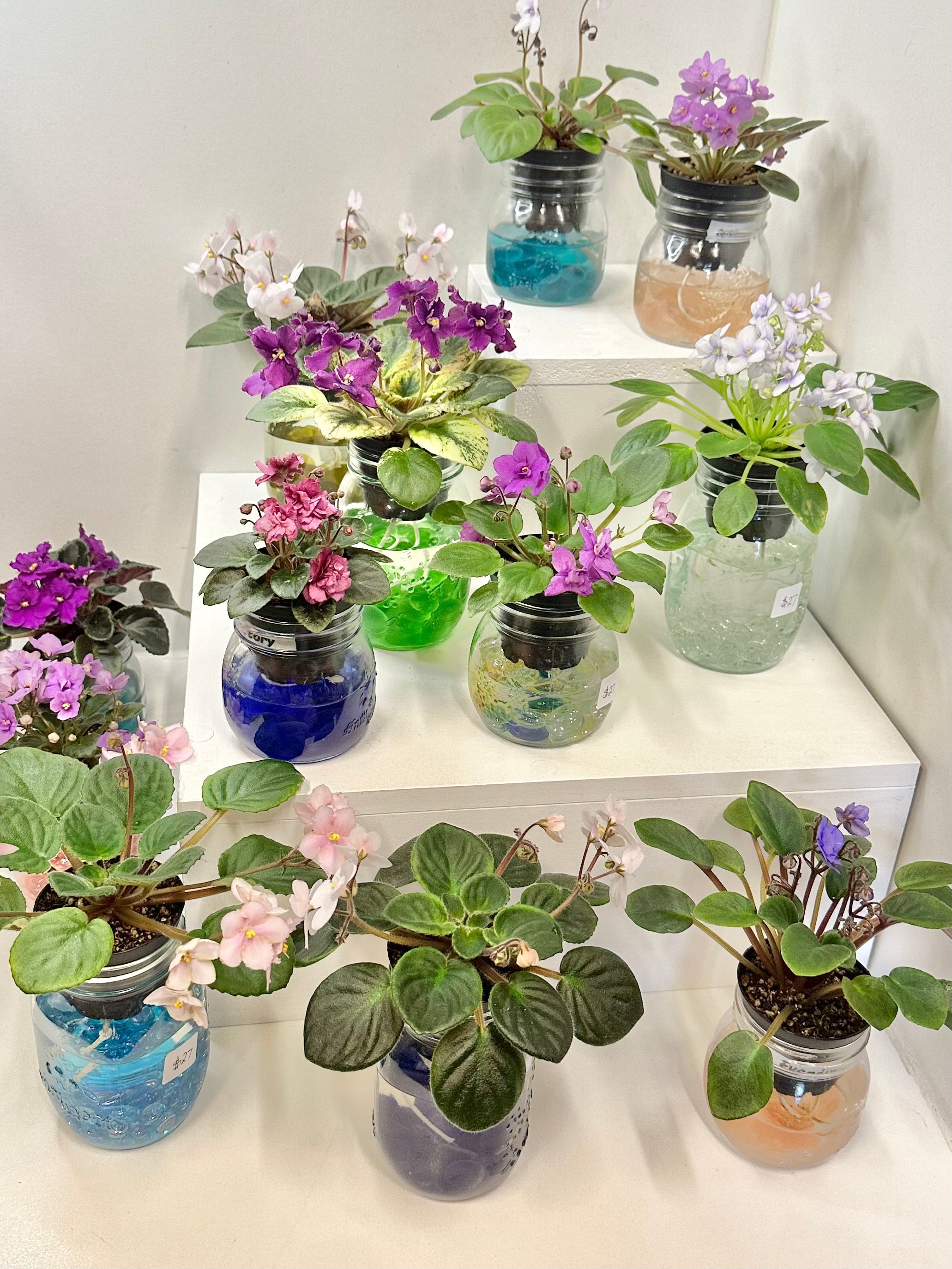 african violets pots