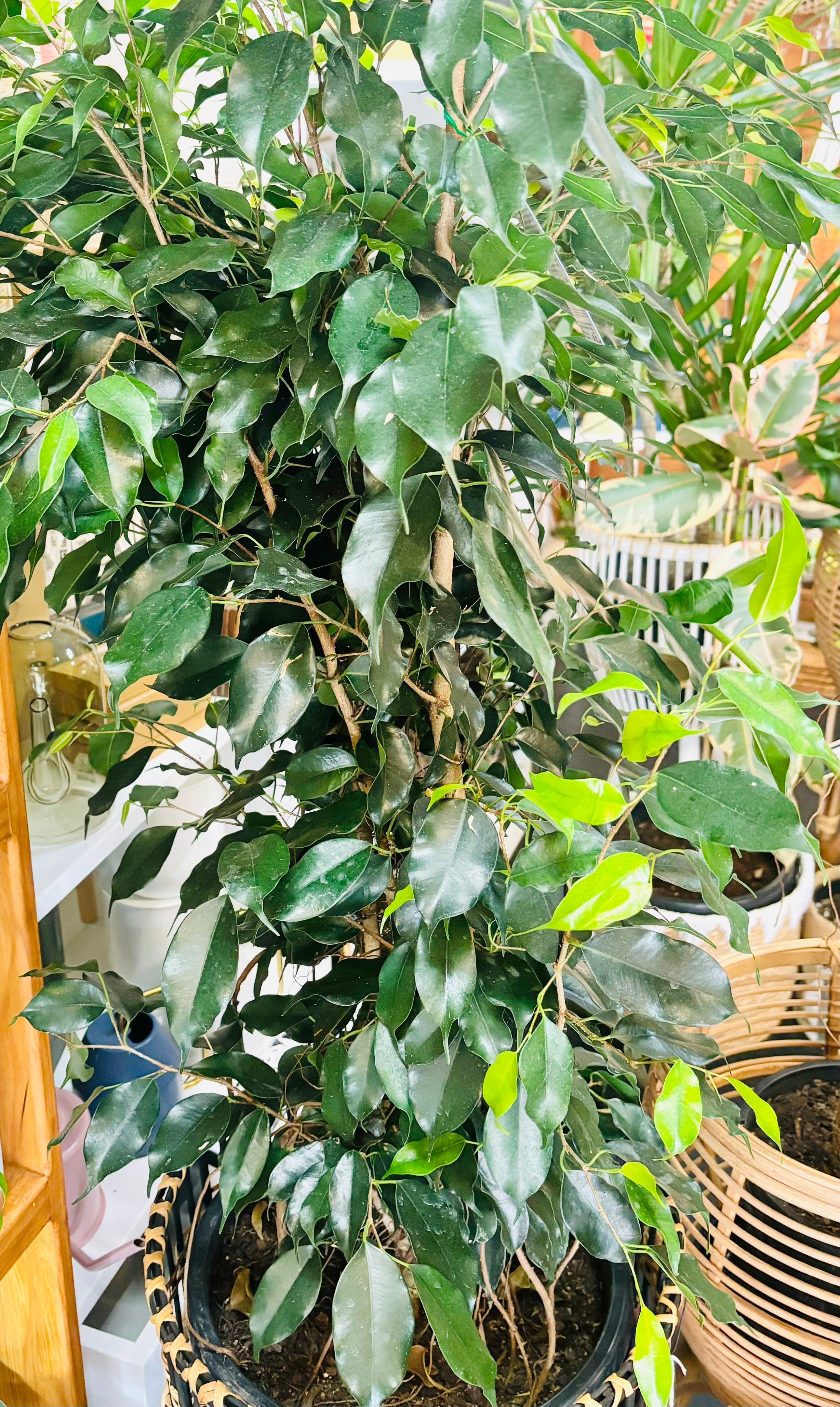 Ficus benjamina - Midnight Beauty | Di-vine plants