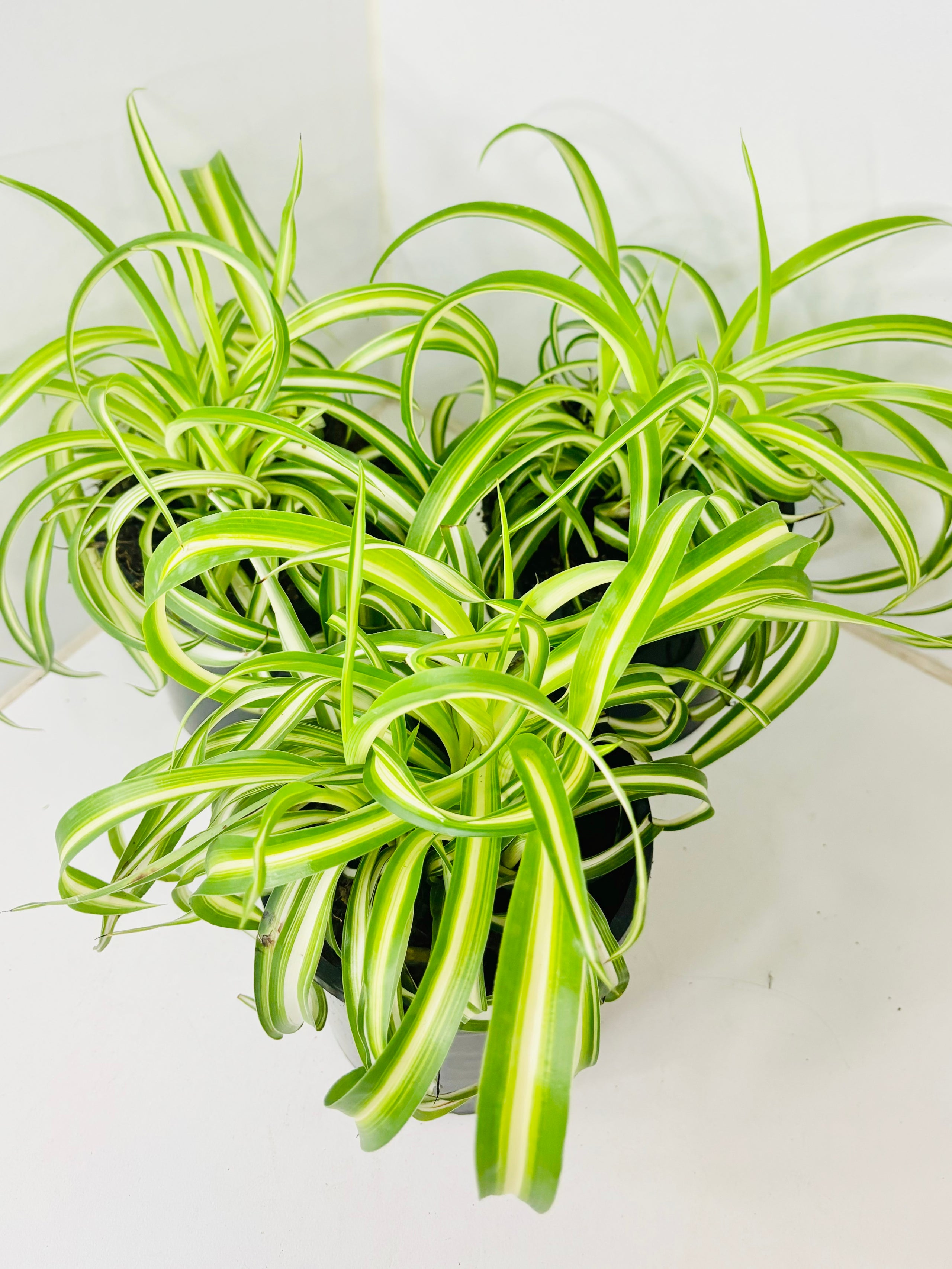 Chlorophytum comosum - Curly Spider Plant | Di-vine plants