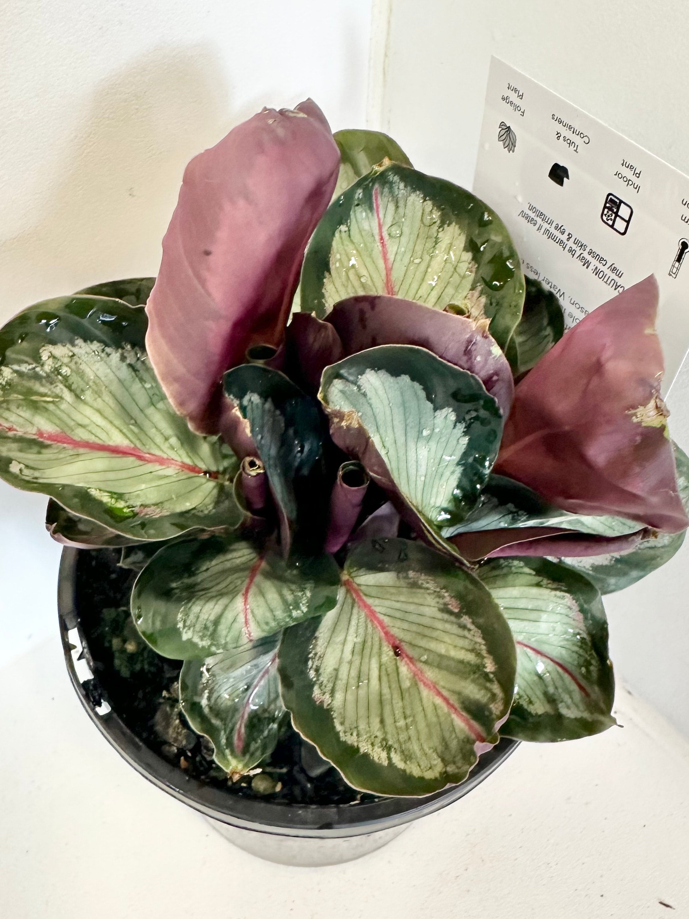 Calathea - Northern Lights | Di-vine plants