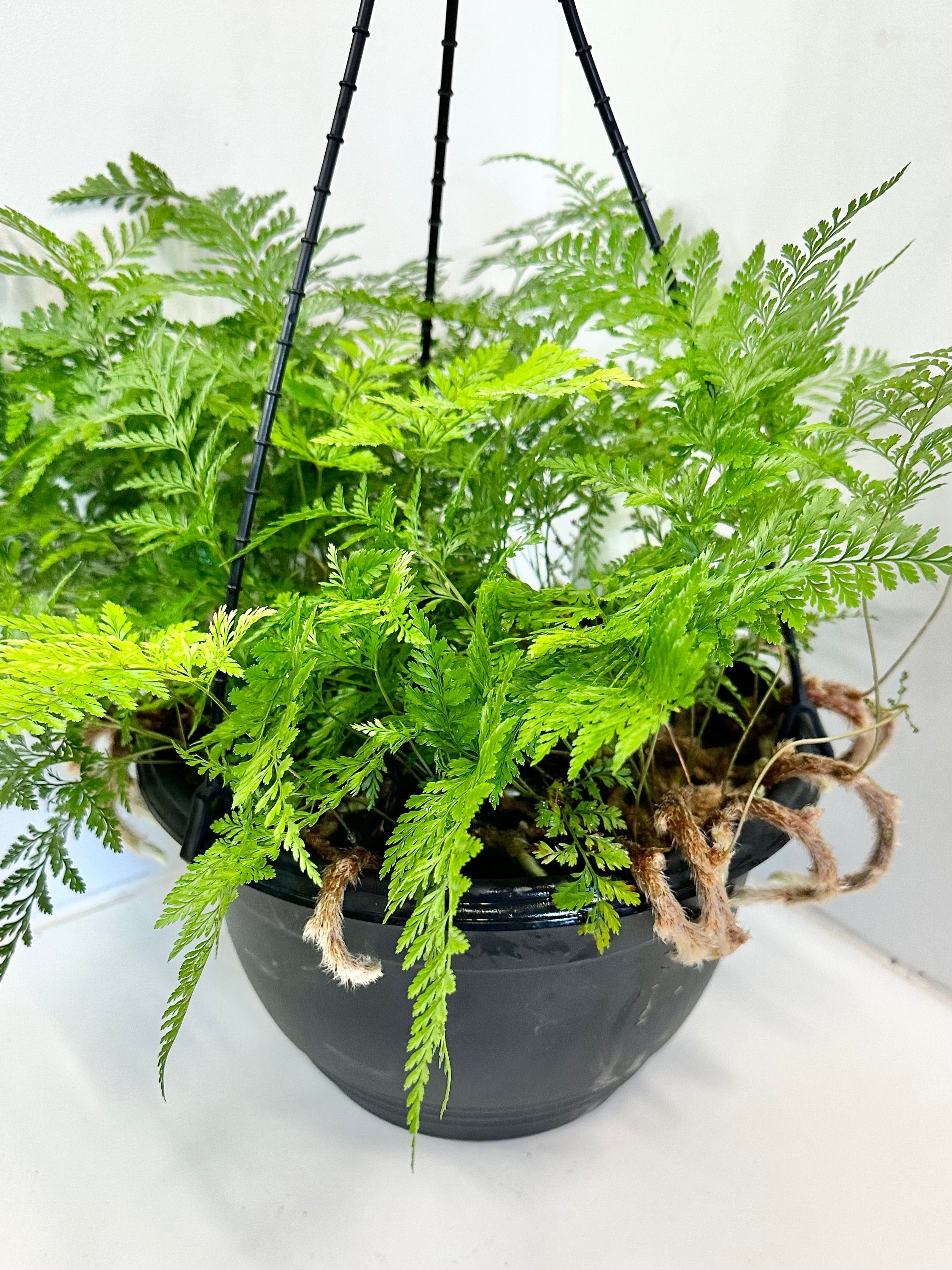 Davillia tyermanii - White Rabbits Foot Fern | Di-vine plants