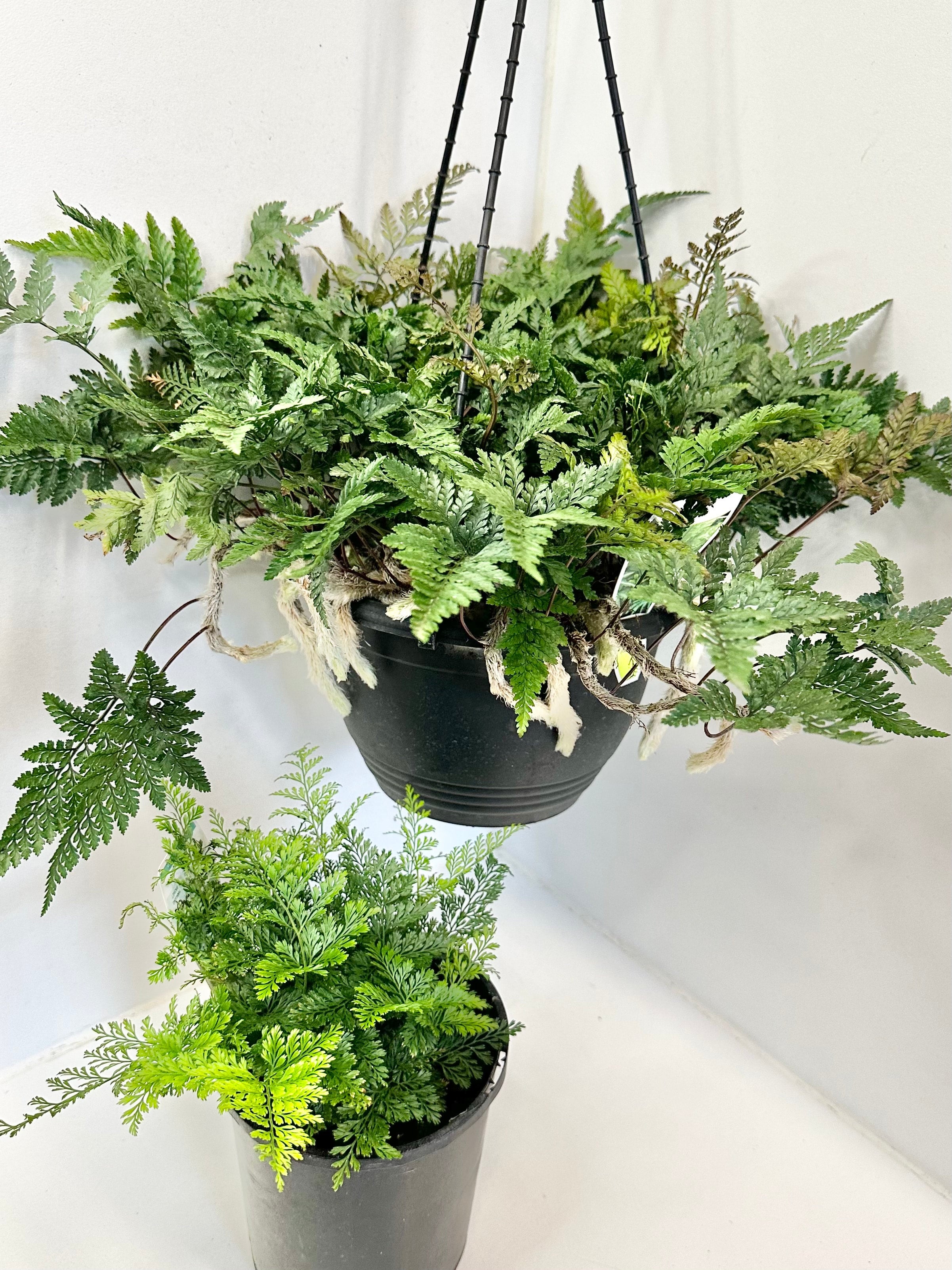 Davillia tyermanii - White Rabbits Foot Fern | Di-vine plants