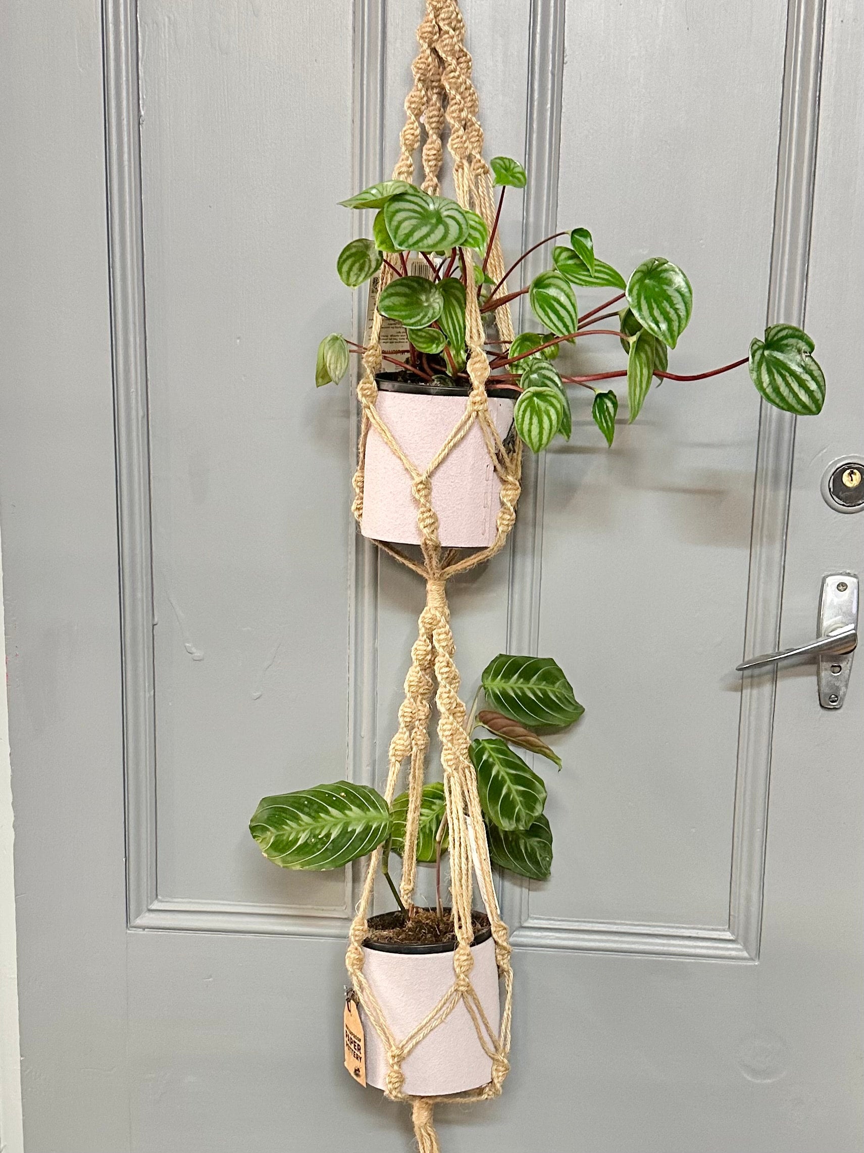Milly - Macramé Hanger | Di-vine plants