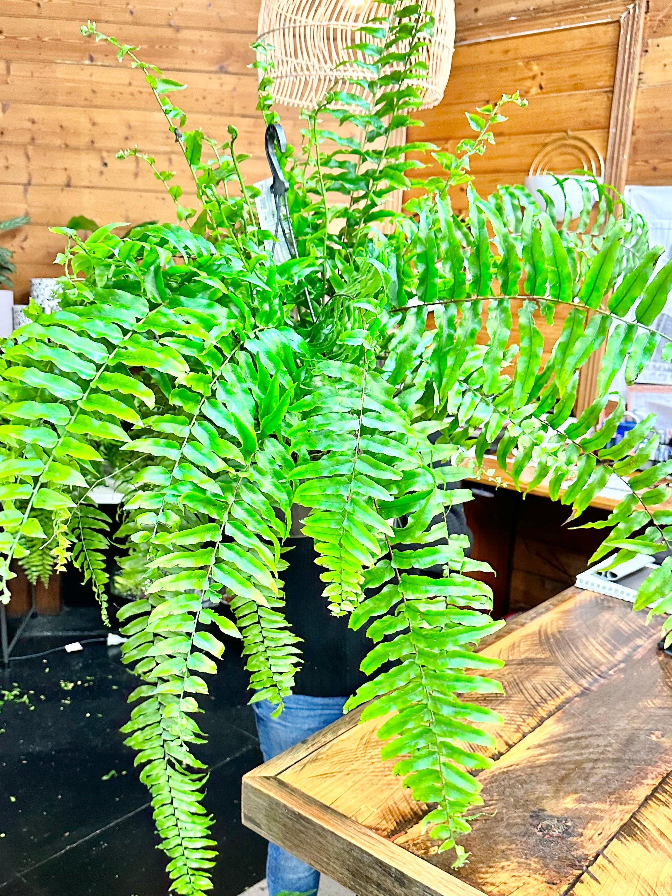 Nephrolepsis biserrate - Macho Fern Hanger | Di-vine plants