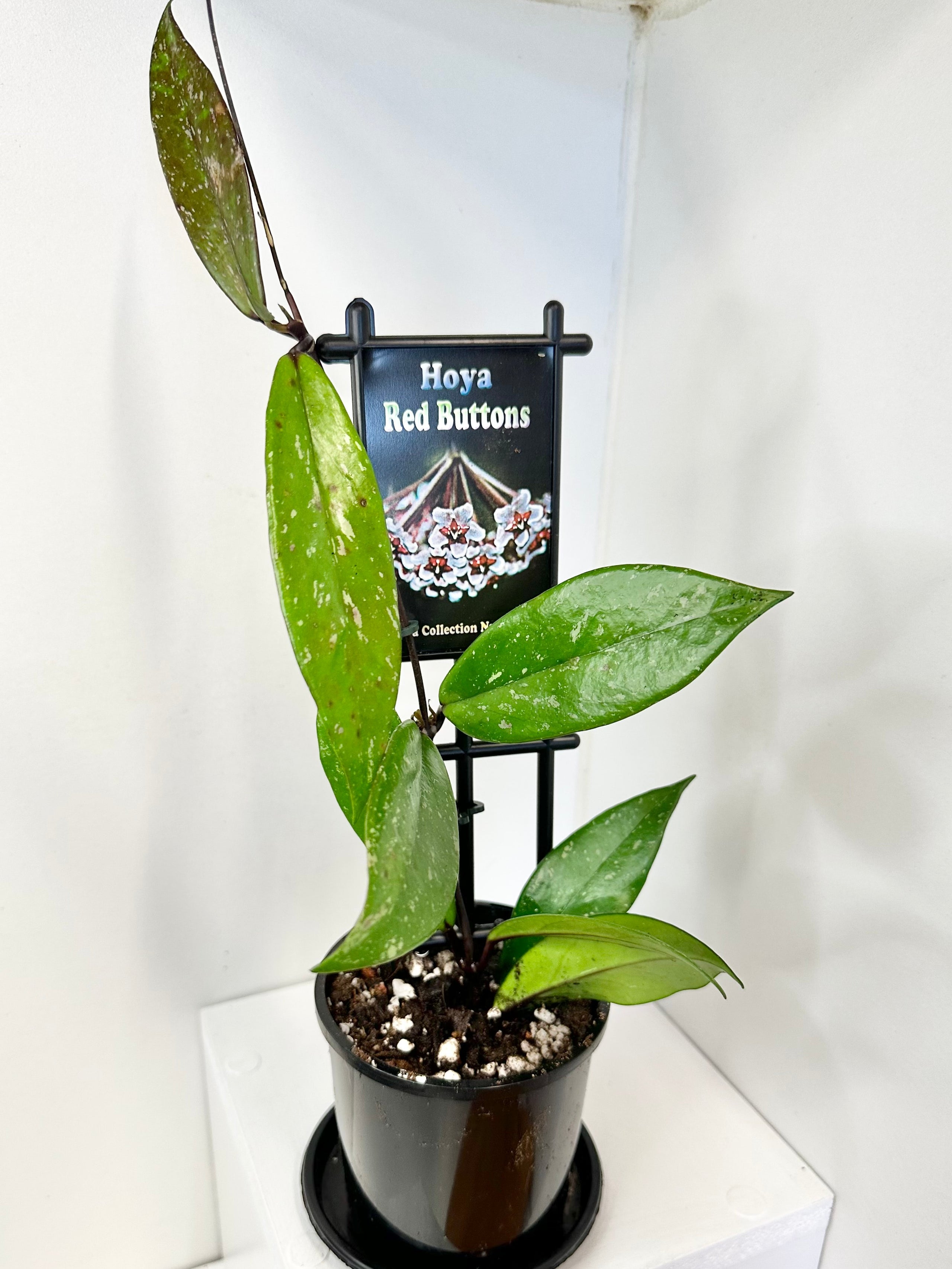 Hoya - Red Buttons | Di-vine plants