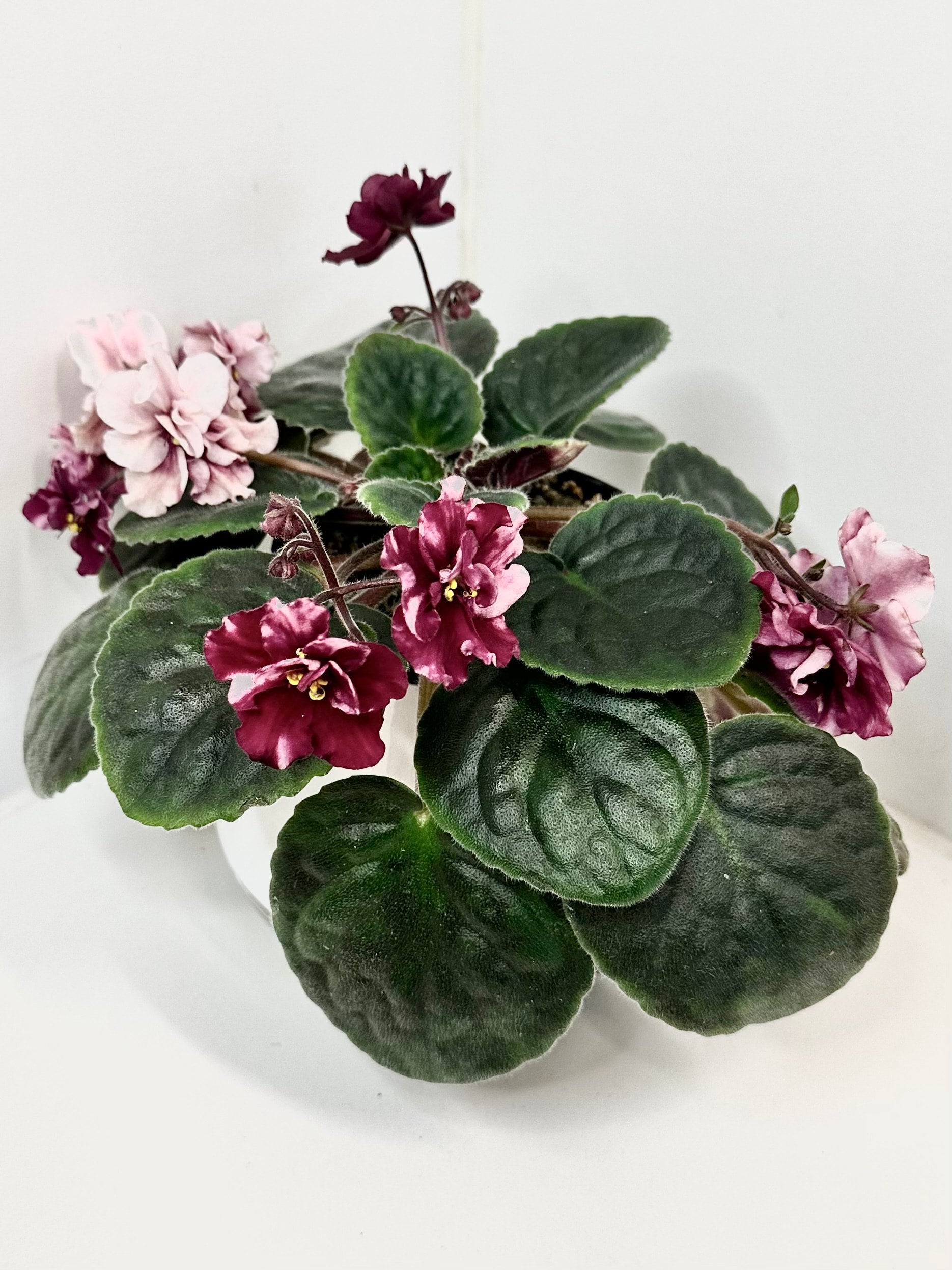 African Violet - Tomahawk Sport | Di-vine plants