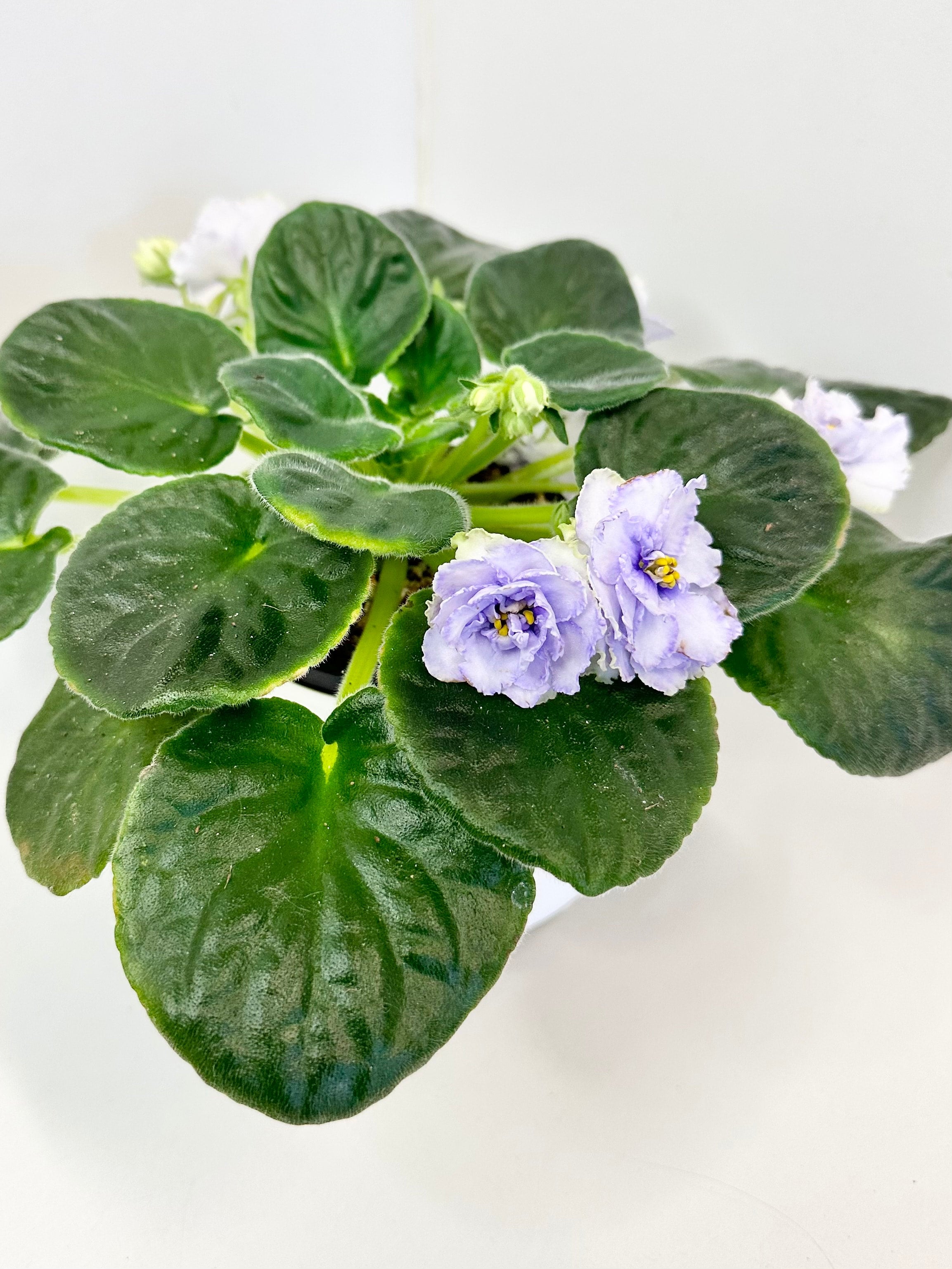 African Violet - NK Calypso | Di-vine plants