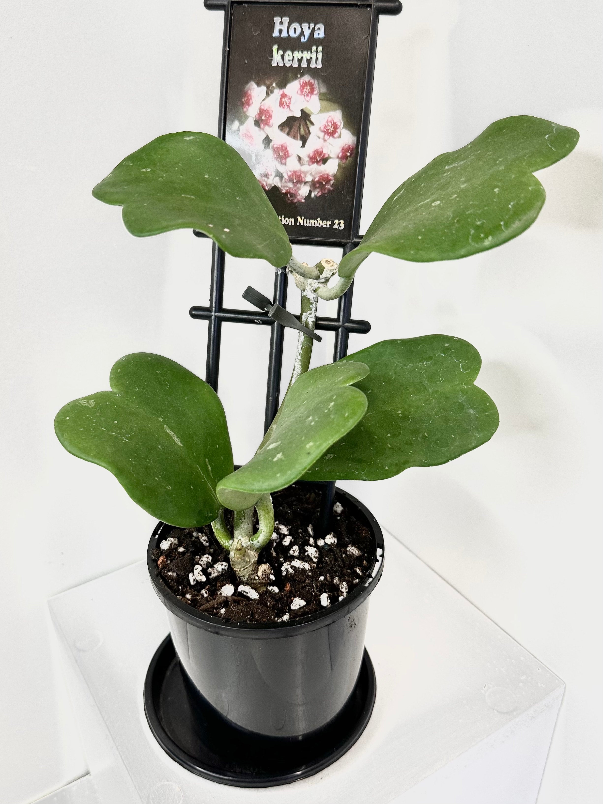 Hoya - Kerrii 'Heart Hoya' | Di-vine plants