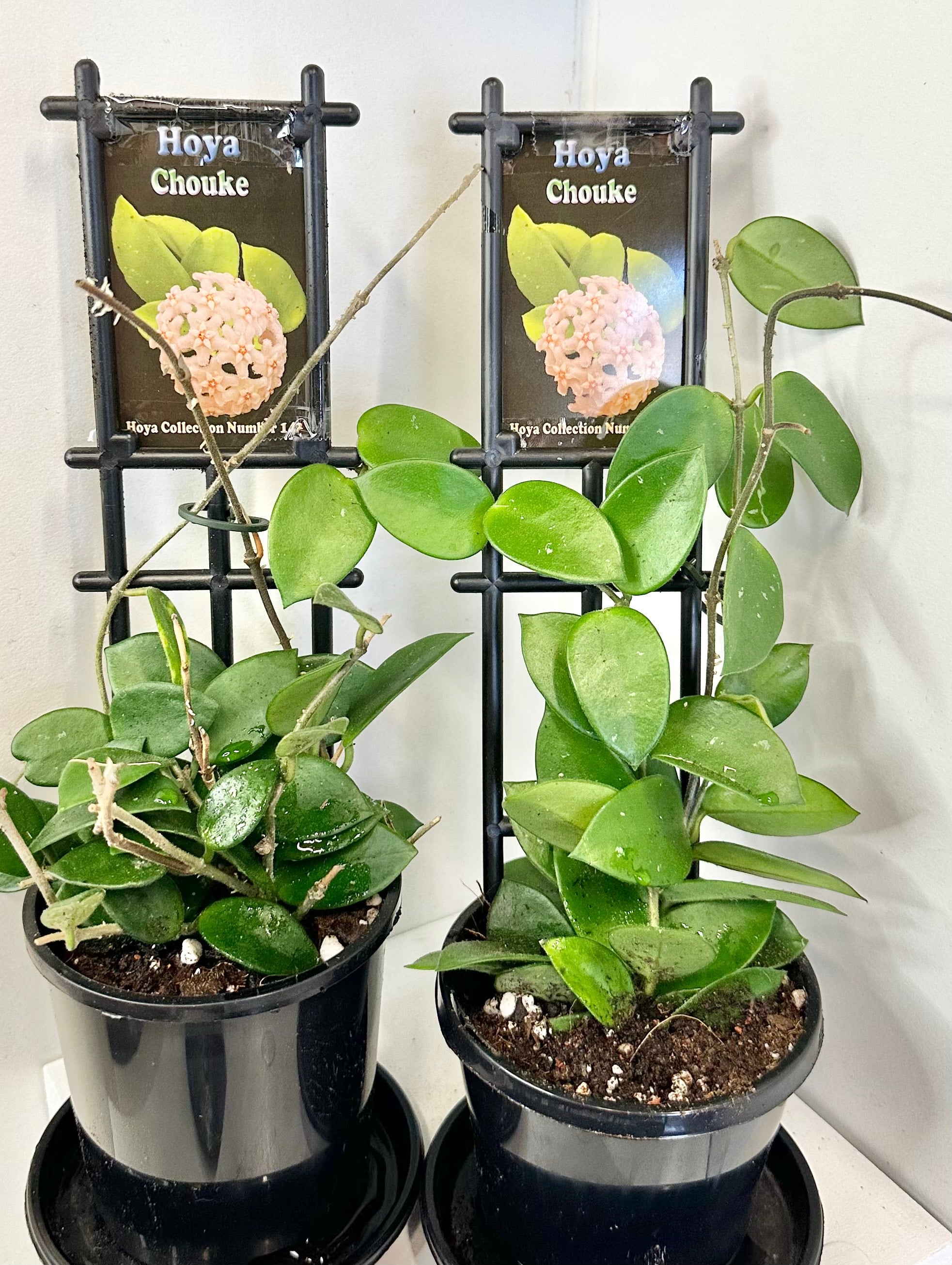 Hoya - Chouke | Di-vine plants