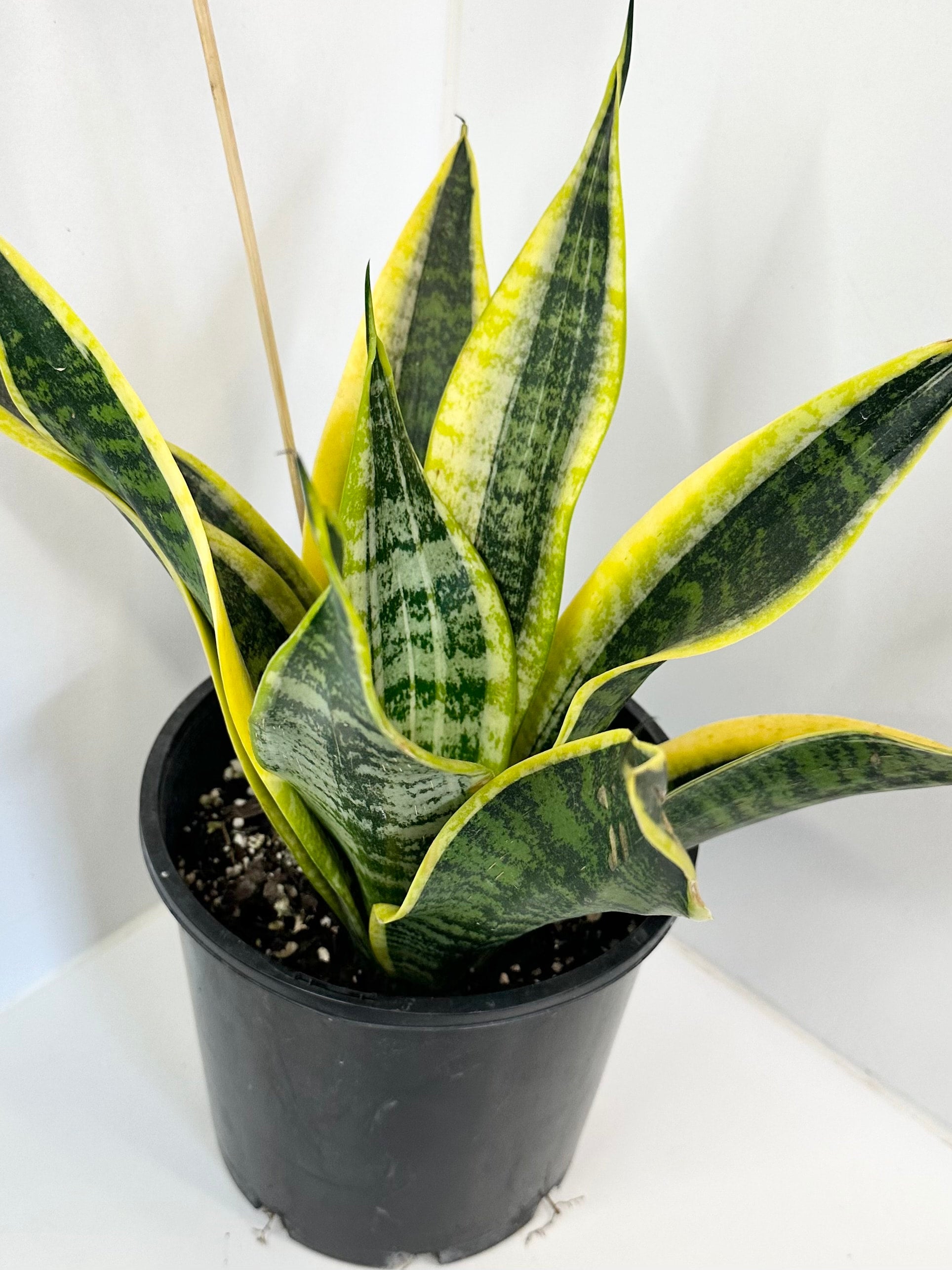 Sanseveria Superba - variegated Snake Plant | Di-vine plants
