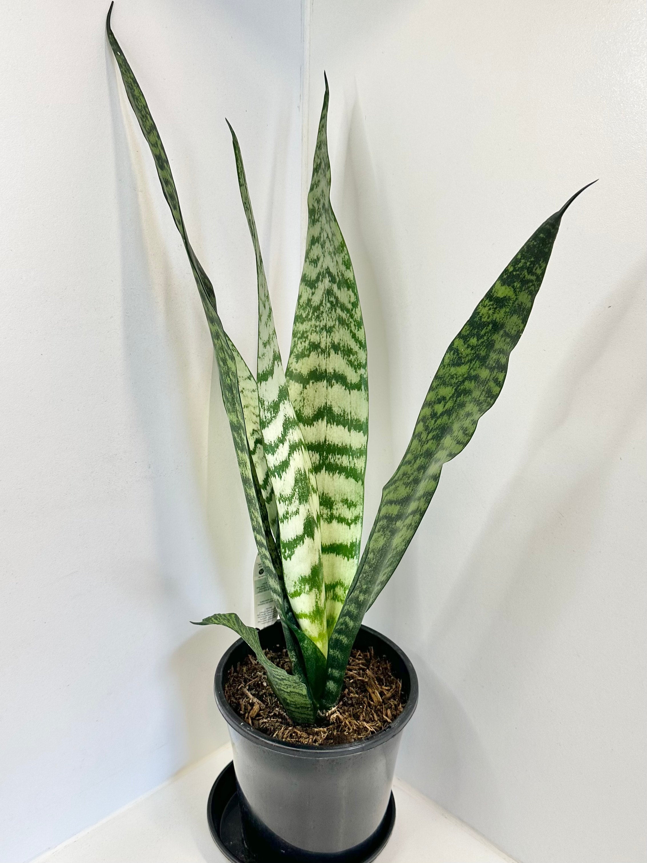 Sanseveria Superba - Snake Plant | Di-vine plants