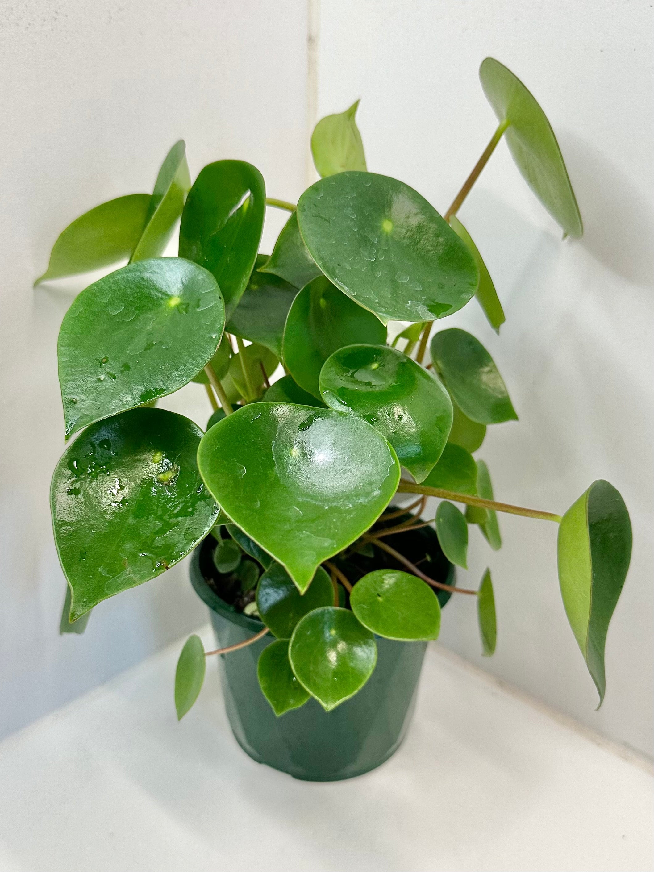 Peperomia polydotrya - Coin Leaf | Di-vine plants
