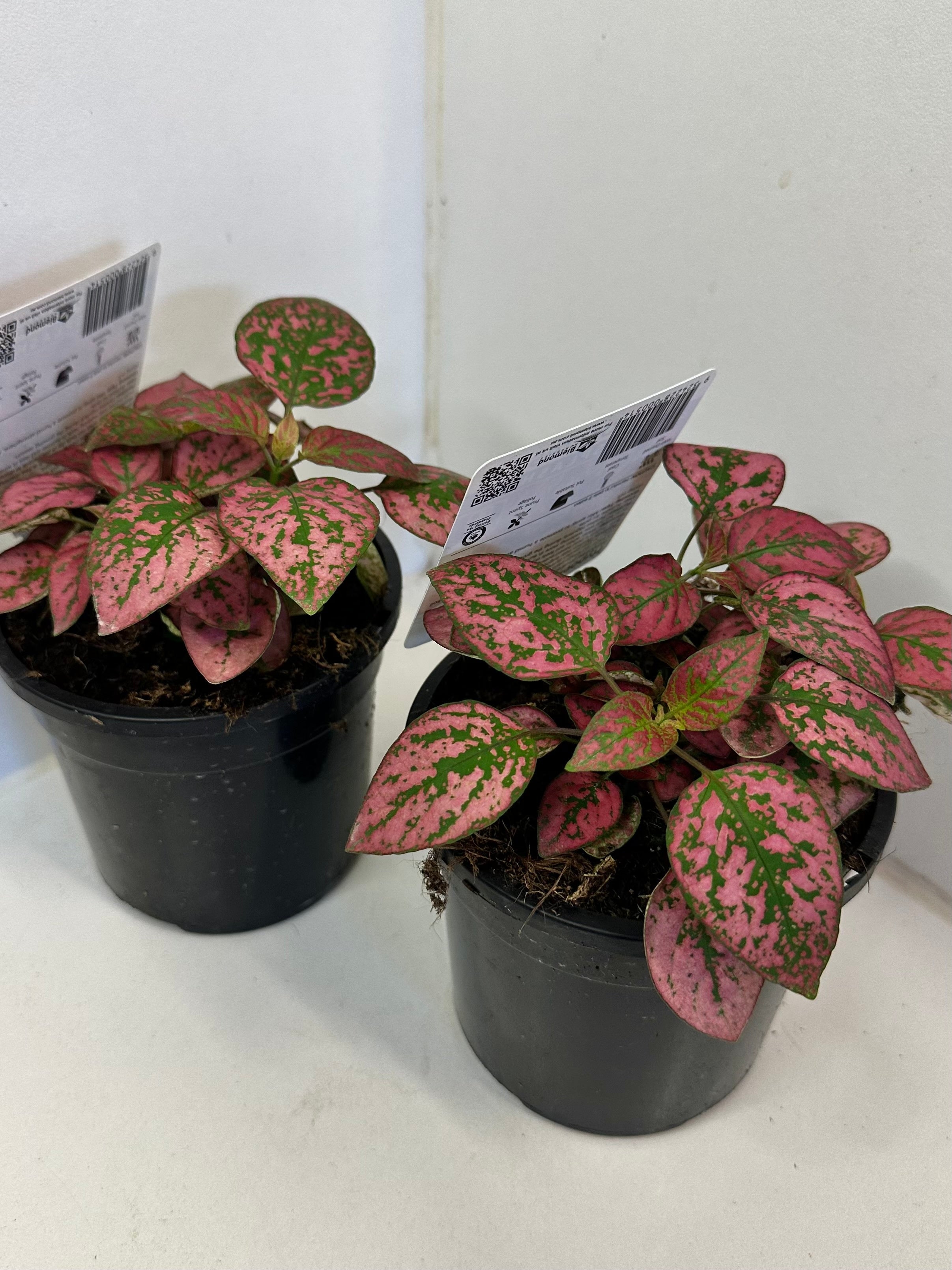 Hypoestes phyllostachya - Red Splash | Di-vine plants