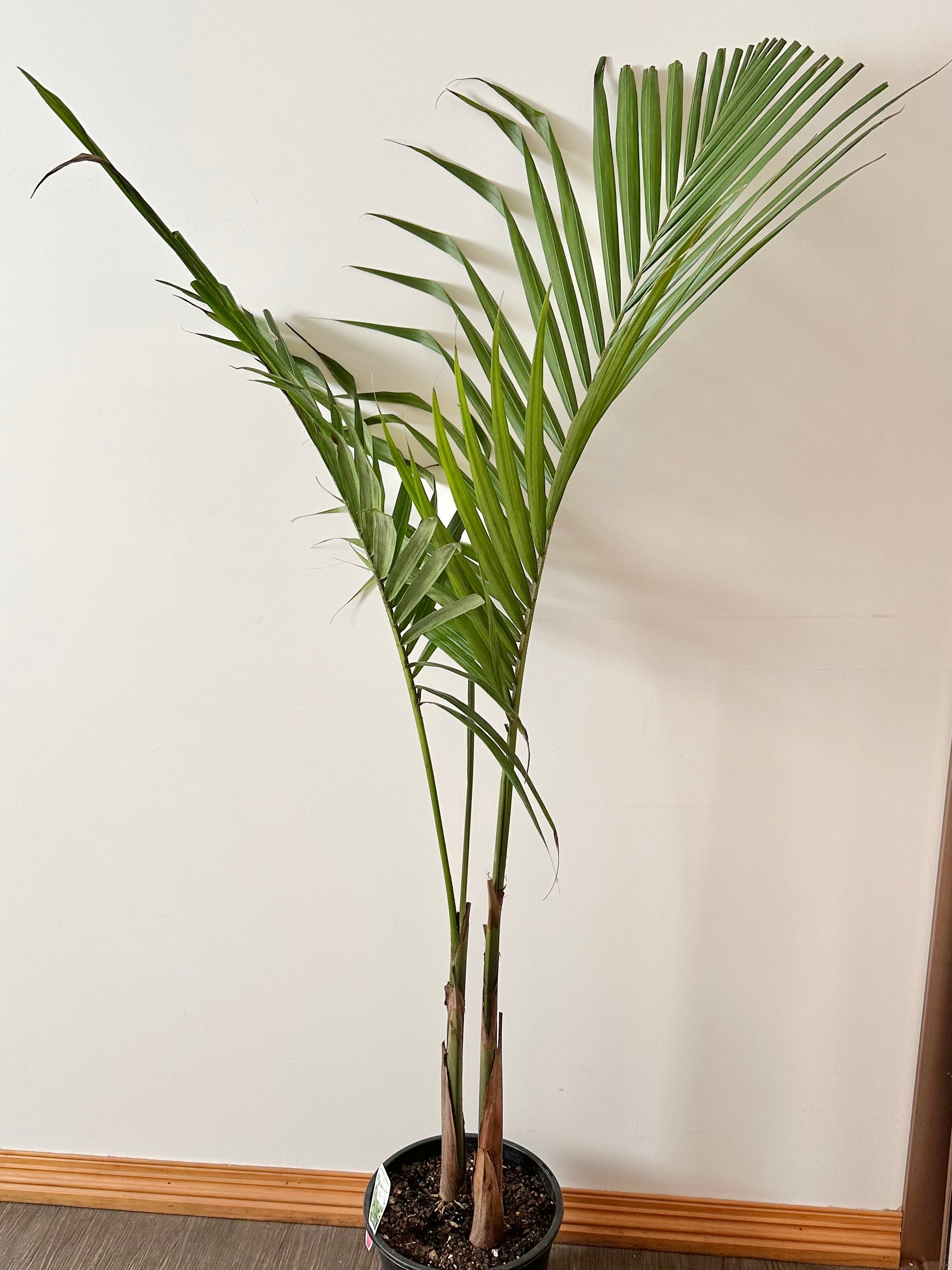 Archontophoenix - Bangalow Palm | Di-vine plants