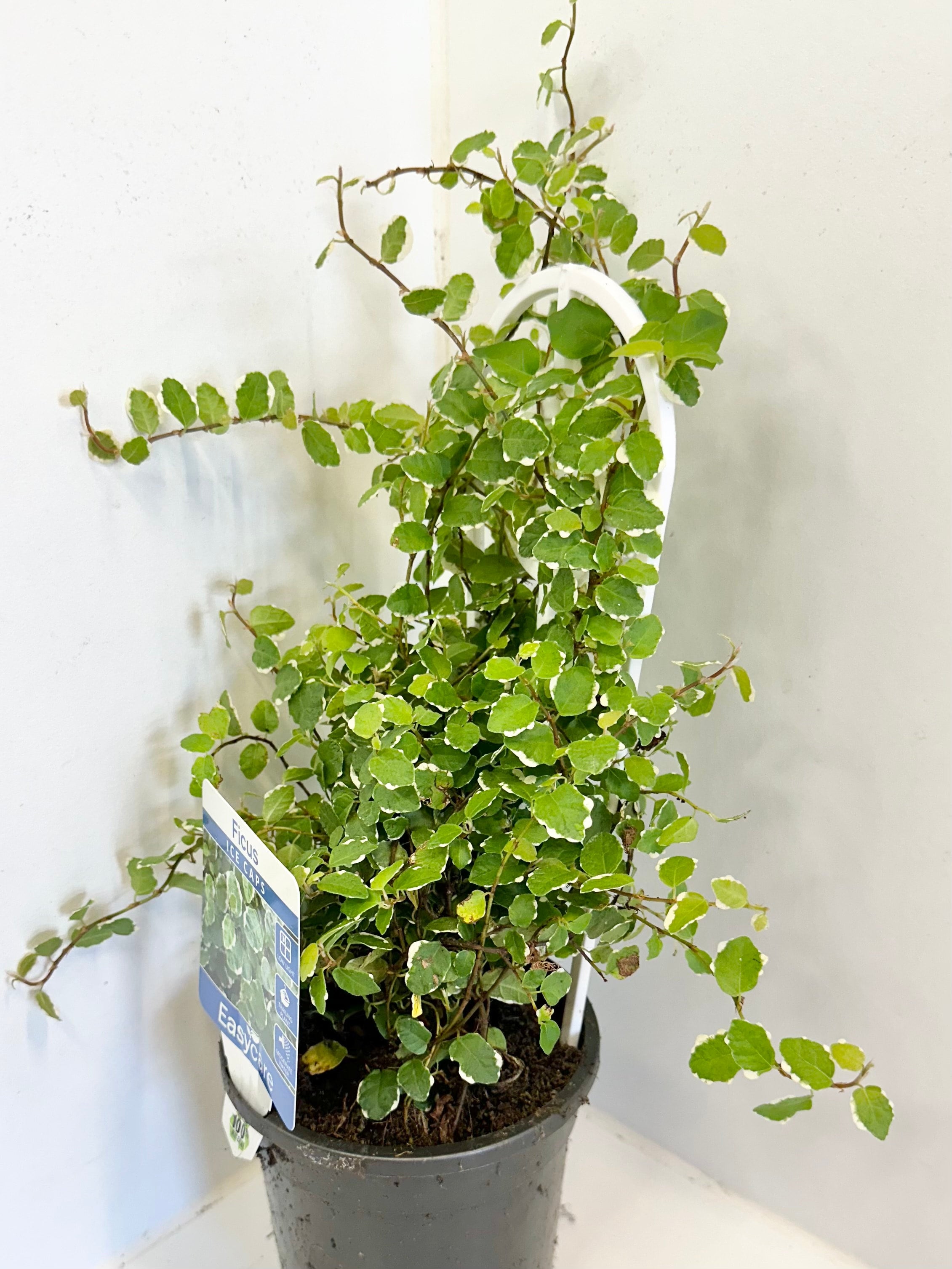 Ficus pumila - Ice Caps | Di-vine plants