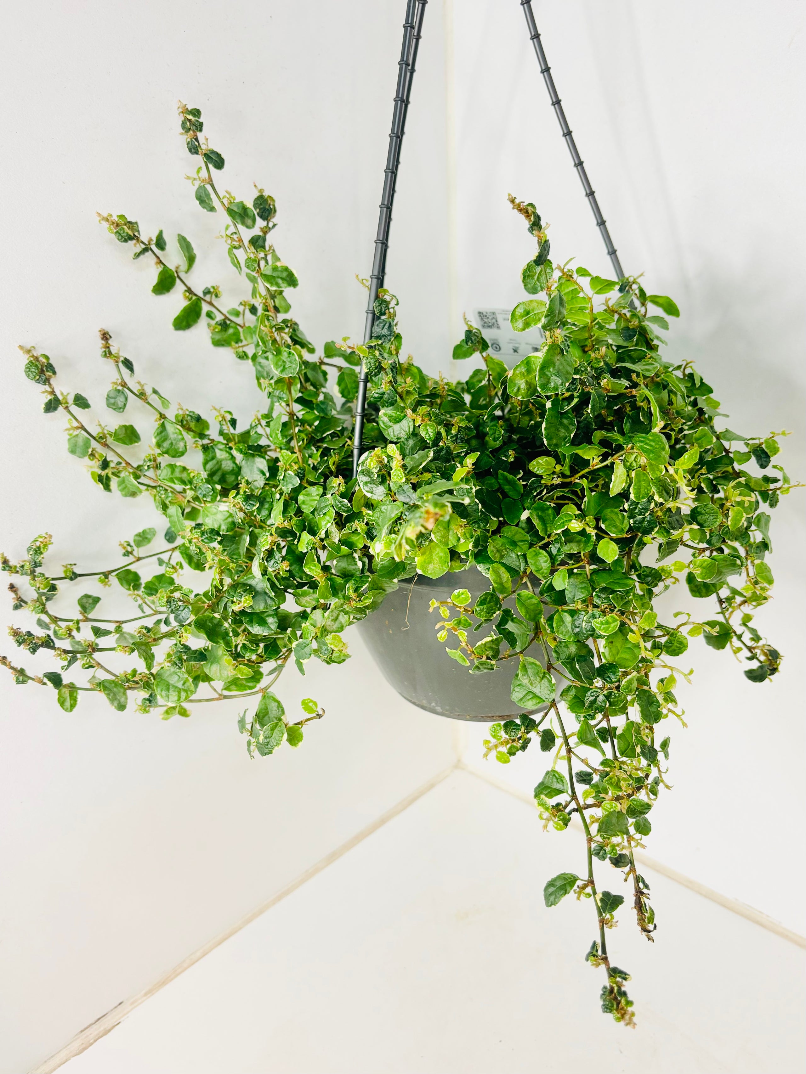 Ficus pumila - Ice Caps | Di-vine plants