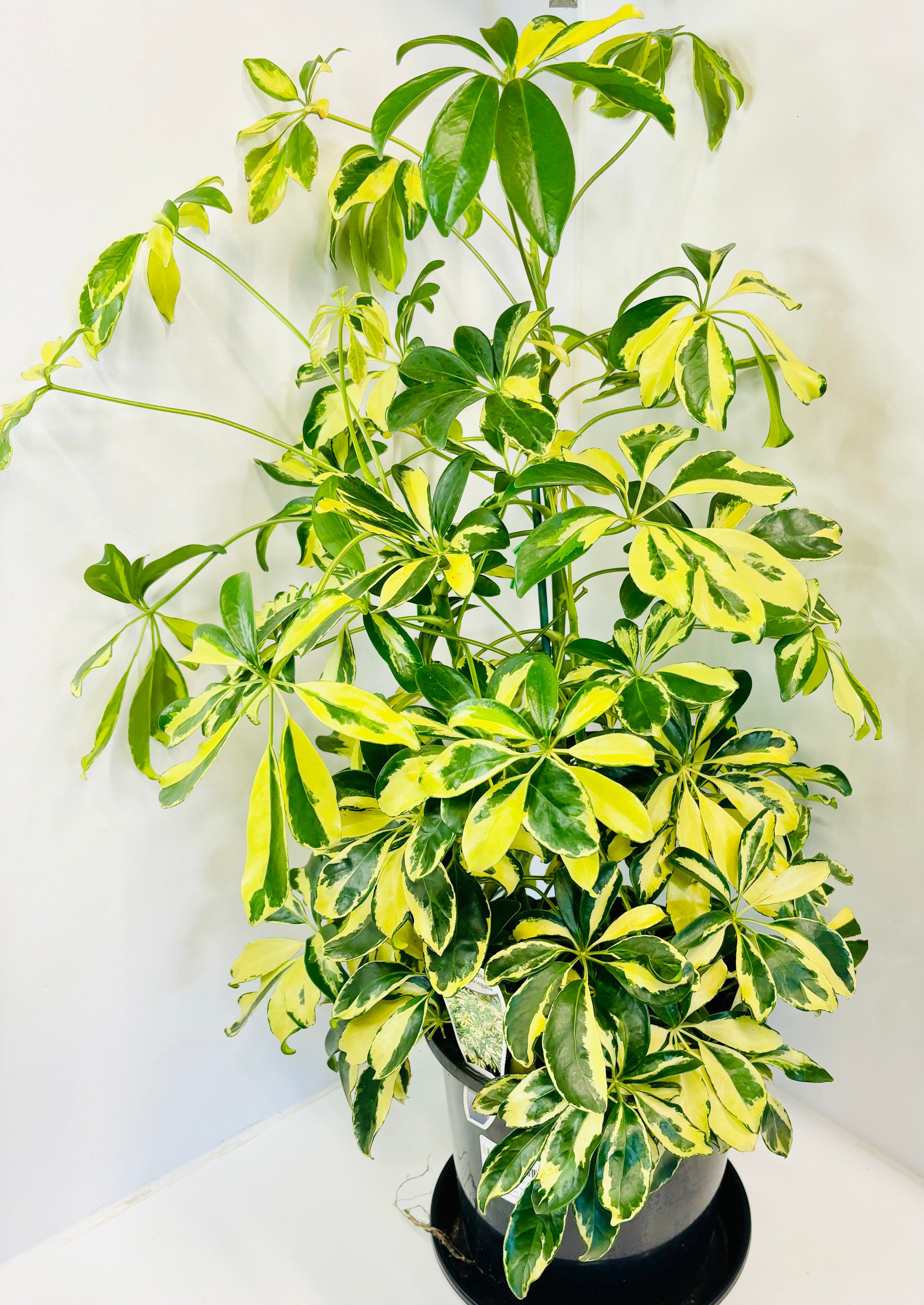 Schefflera a' Madam De Smet - Variegated Umbrella Tree | Di-vine plants