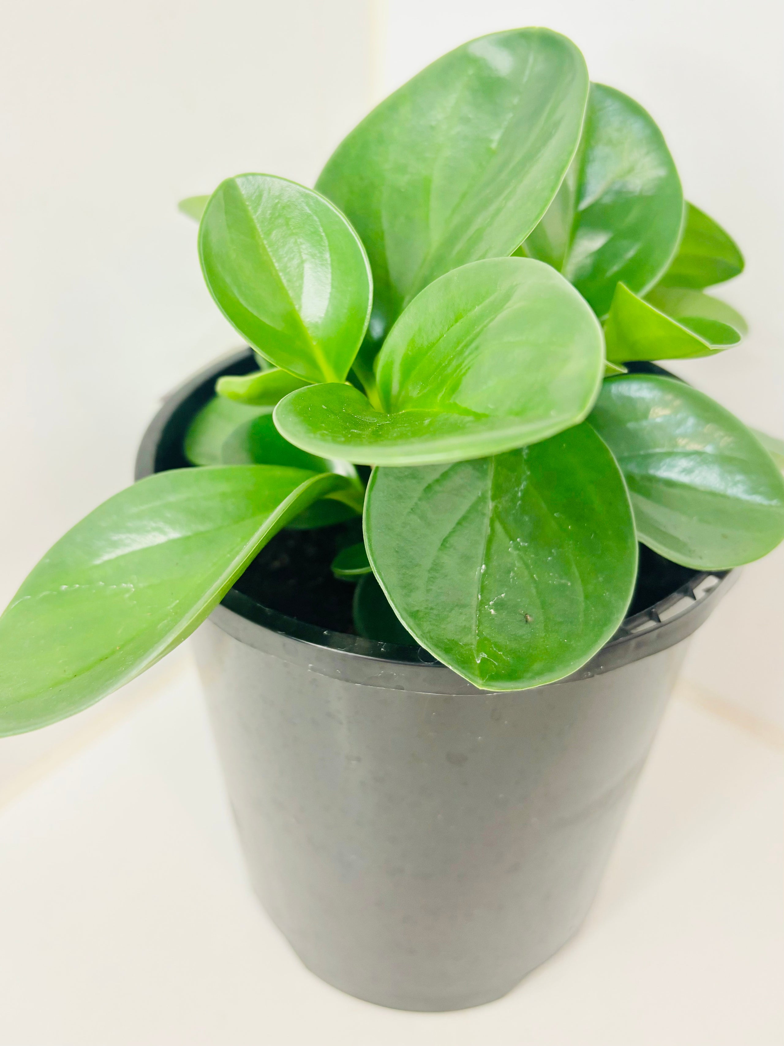 Peperomia - Obtusifolia Jade | Di-vine plants