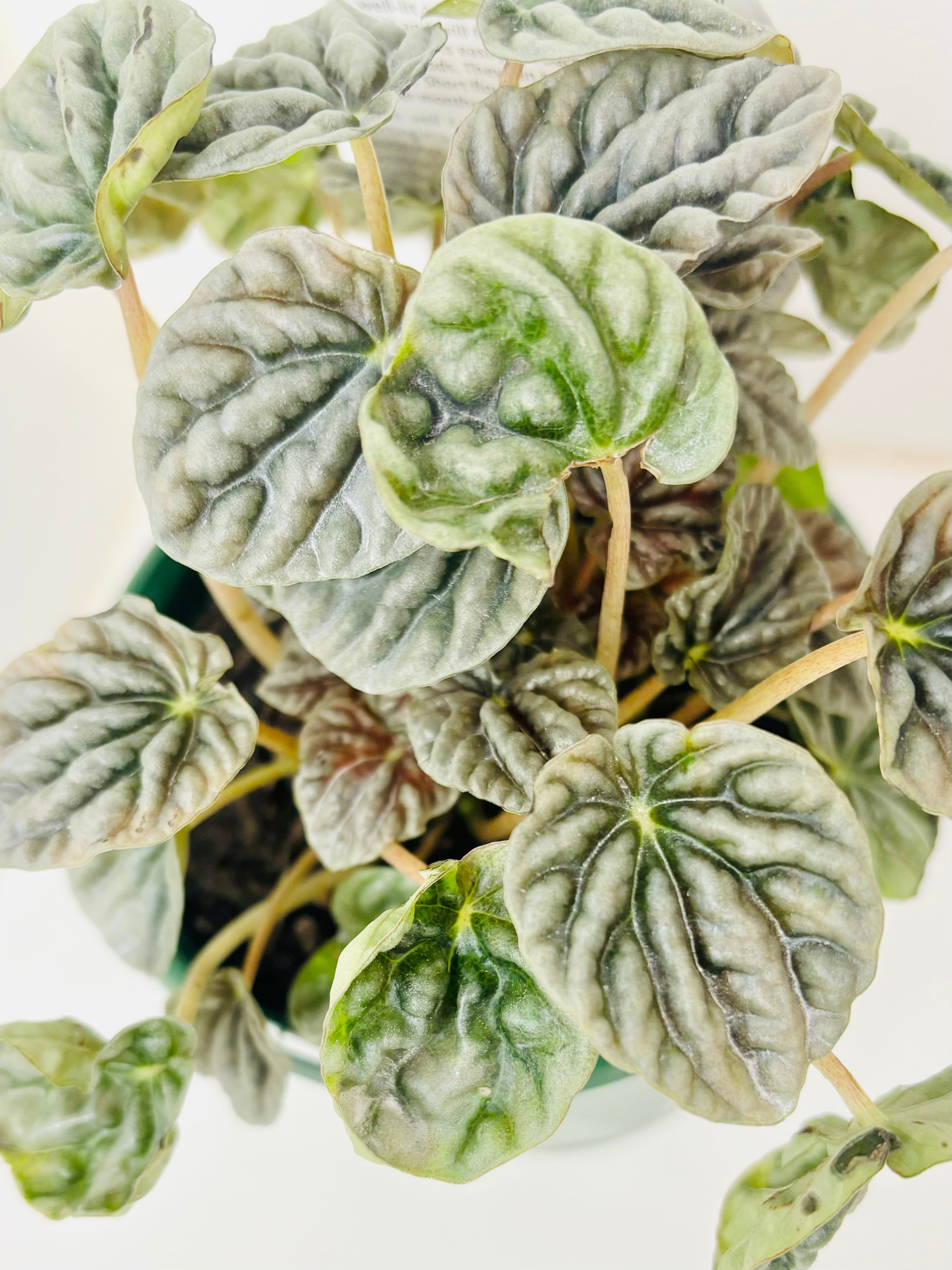 Peperomia - Silver Ripple | Di-vine plants