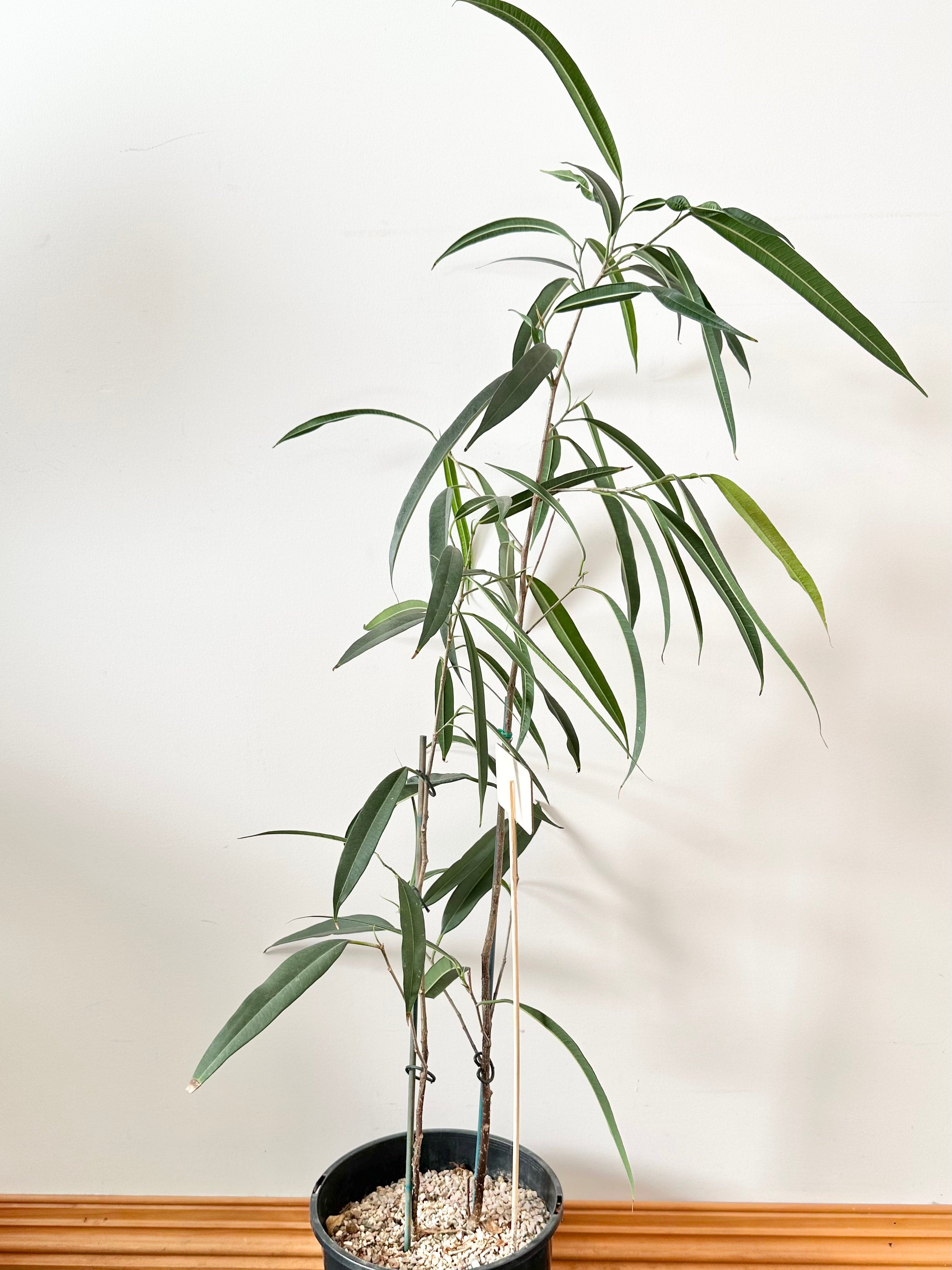 Ficus - longifolia - Sabre Tooth | Di-vine plants