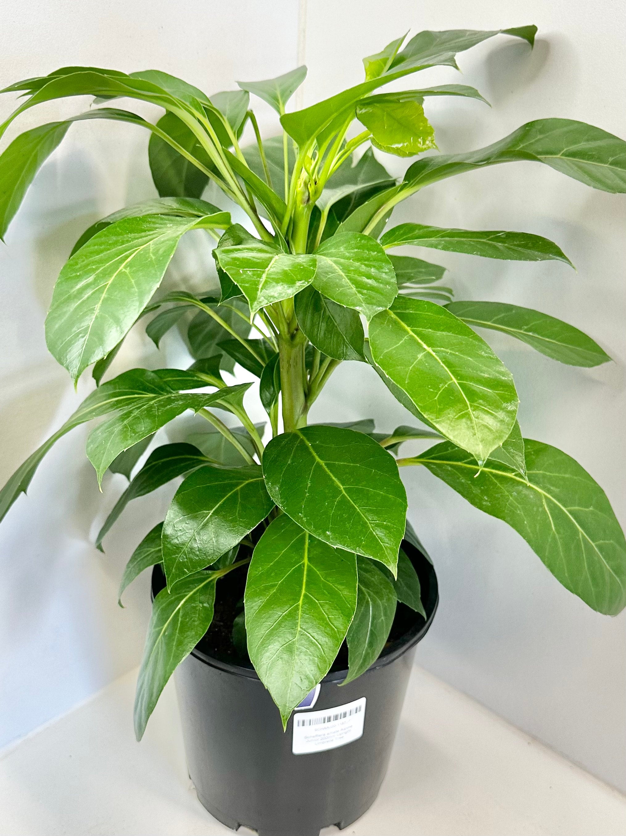 Schefflera amate - Alpine Junior - Upright Umbrella Tree | Di-vine plants