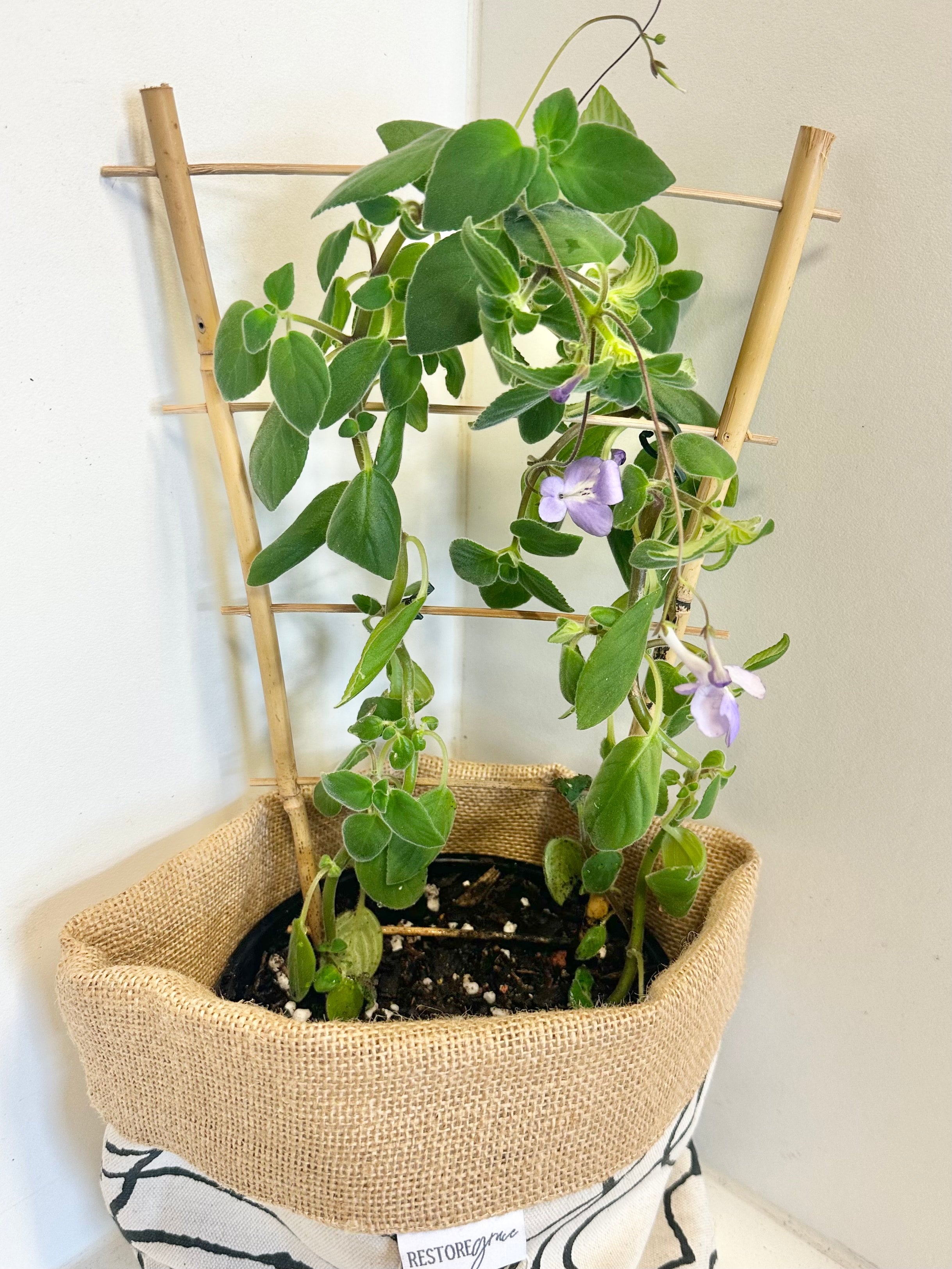 Streptocarpus - Nodding Violet | Di-vine plants