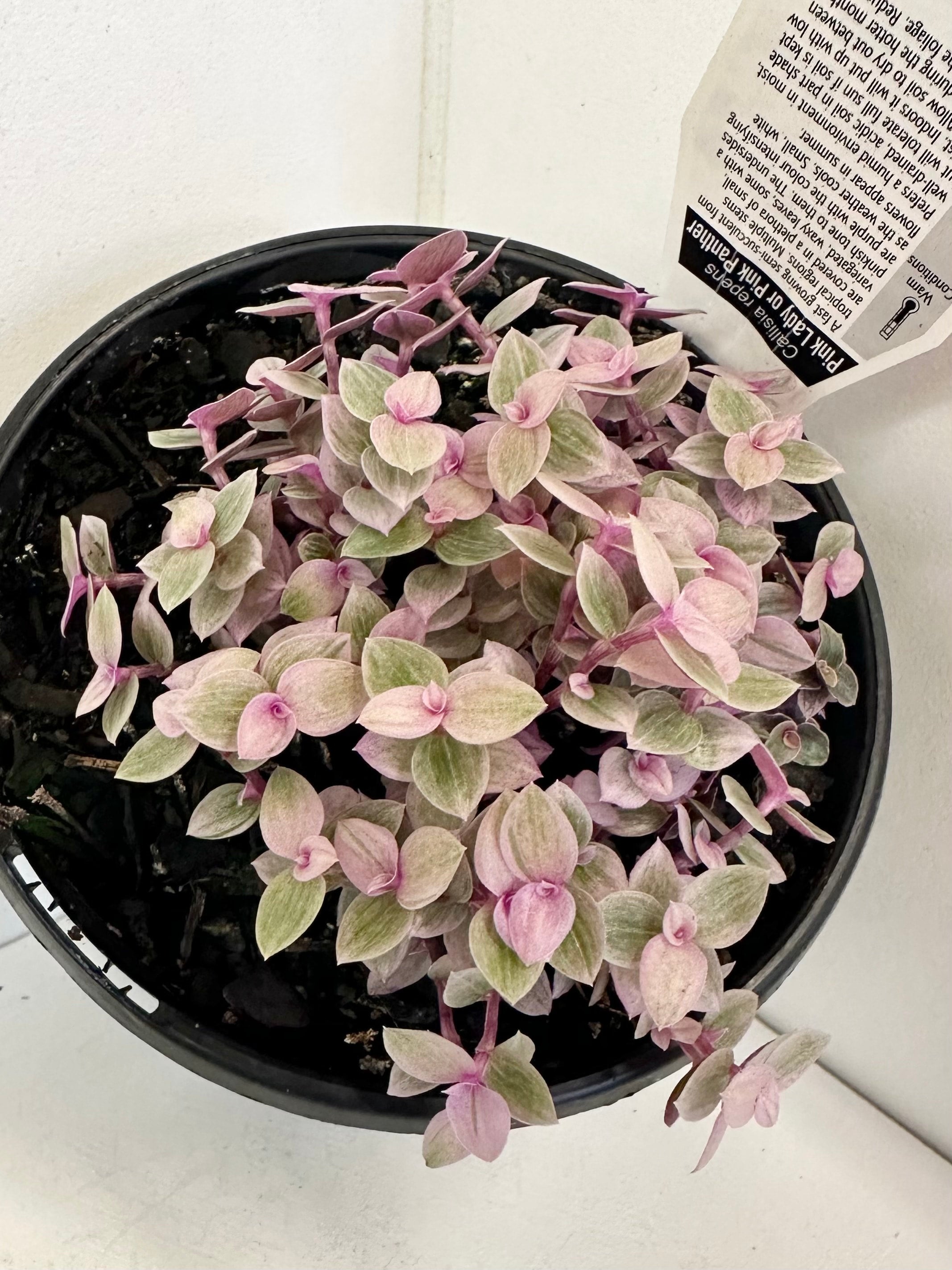 Callisia repens - Pink Lady | Di-vine plants