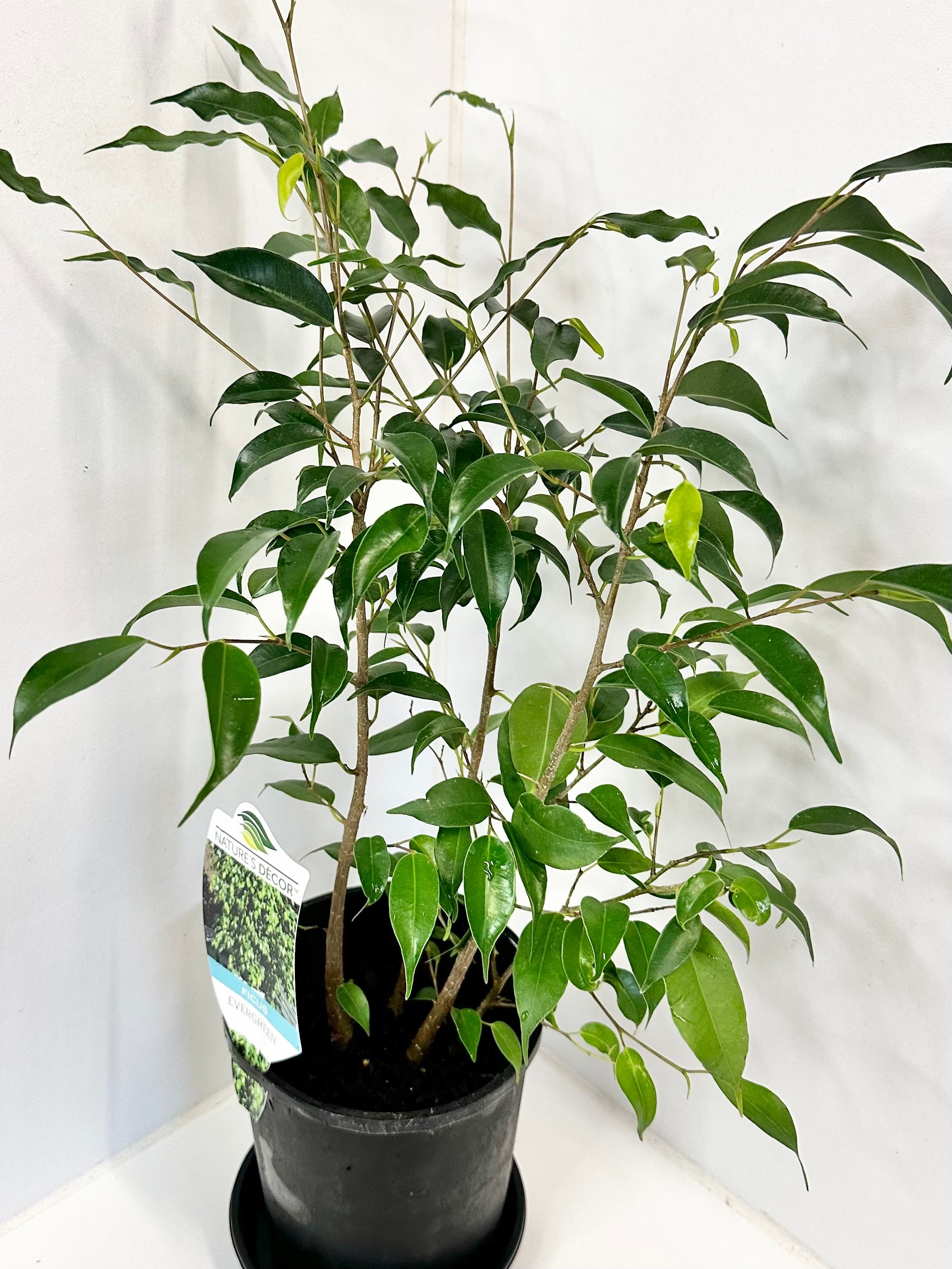 Ficus Evergreen | Di-vine plants