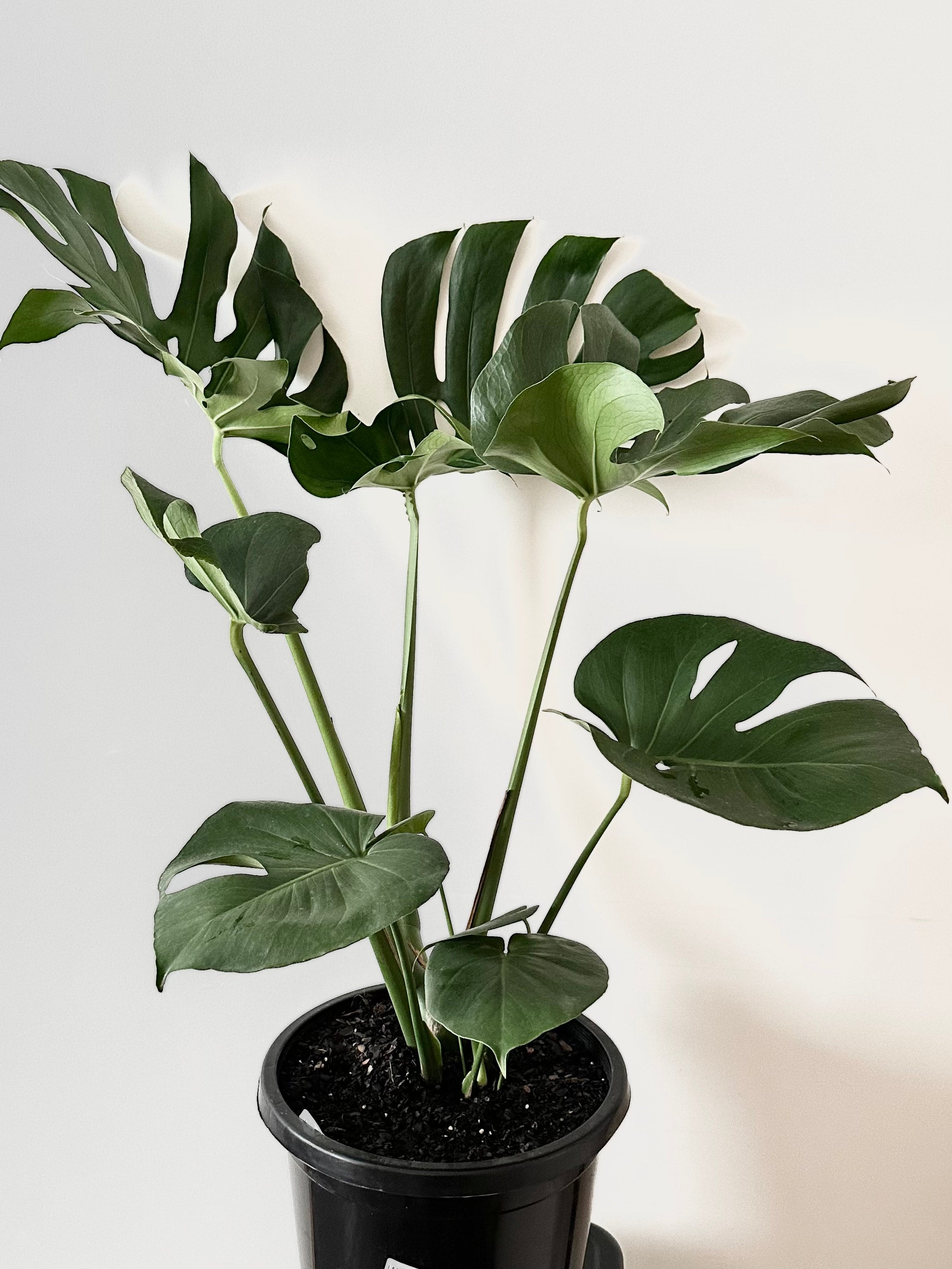 Monstera Deliciosa taureii - Dwarf Fruit Salad | Di-vine plants